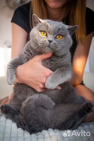 Британская кошка ищет дом