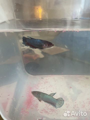 Рыбки курочки