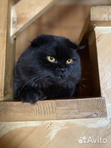 Кот на вязку