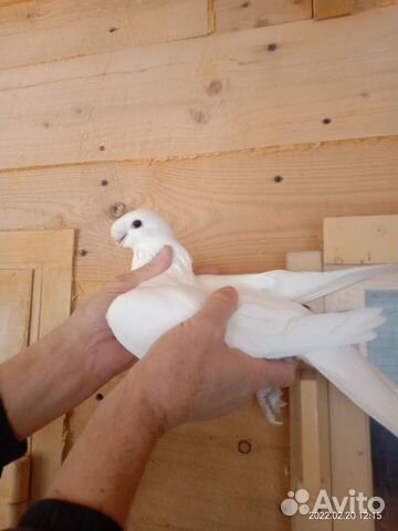Продам голубя московского немца