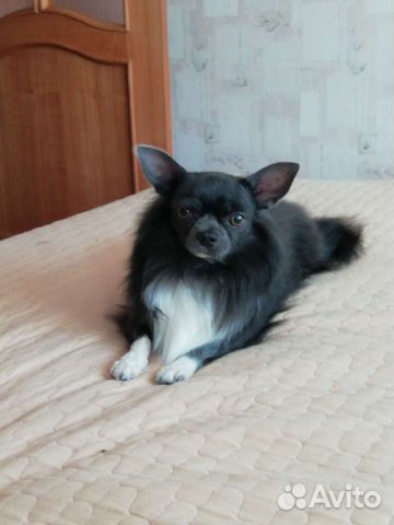 Чихуахуа мальчик ищет невесту