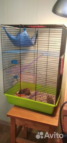 Крысы дамбо + клетка