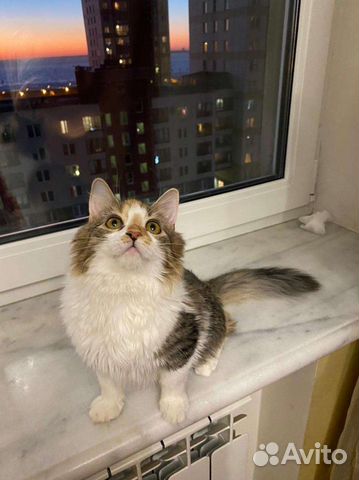 Хайленд страйт и скотиш страйт