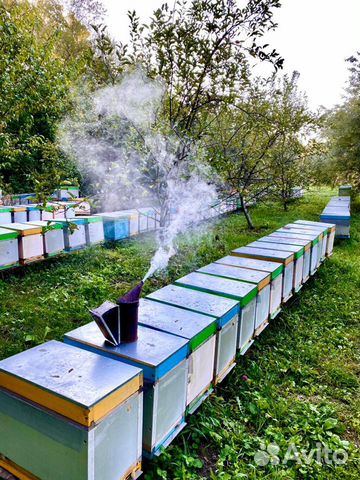 Пчелопакеты Пчеломатки на рамке расплода