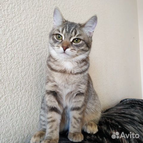 Красивая кошечка в хорошие руки