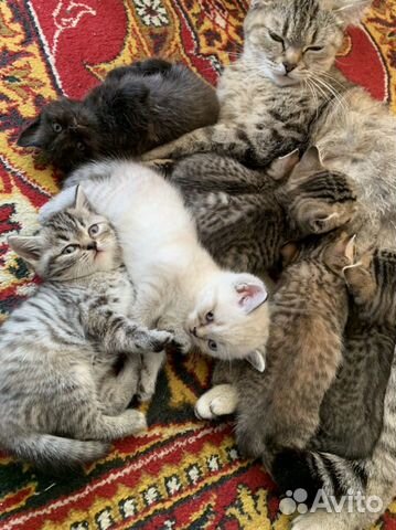 Британские котята