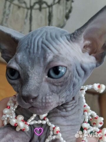 Девочка -канадочка