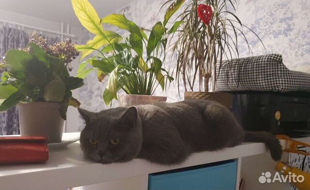 Очаровательная Британочка