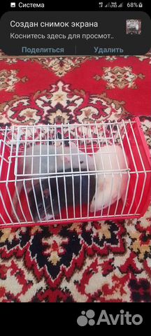 Крыски бесплатно