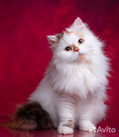 Шотландский котенок скоттиш страйт девочка