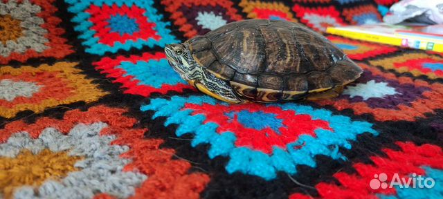 Красноухая черепаха с аквариумом