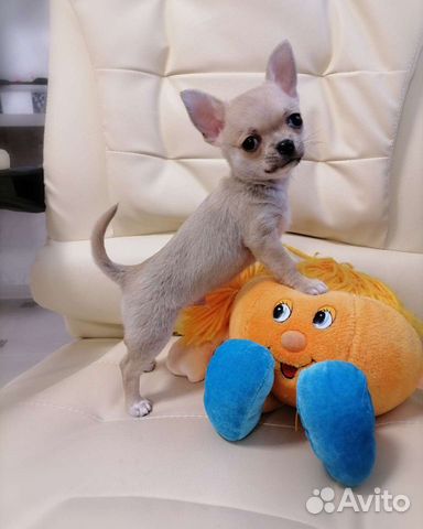 Он необыкновеннный,мини мальчик чихуахуа