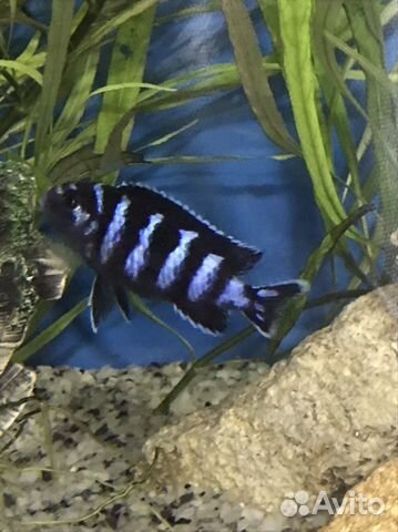 Аквариумные рыбки цехлиды