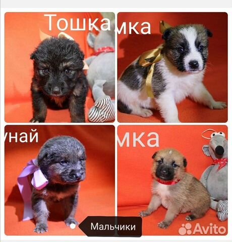 Щеночки, мальчики ищут дом
