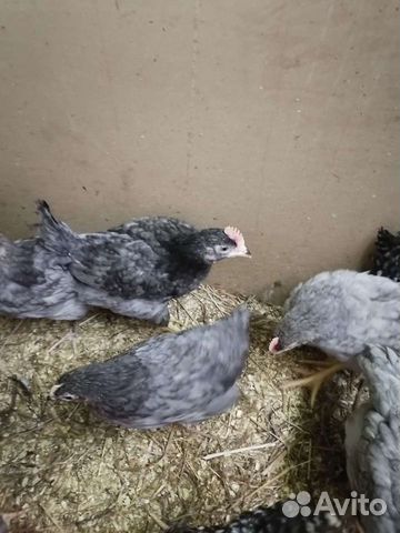 Цыплята доминант