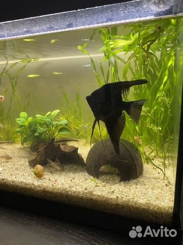 Аквариум eheim 54