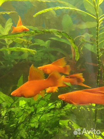 Меченосец флаговый красноглазый