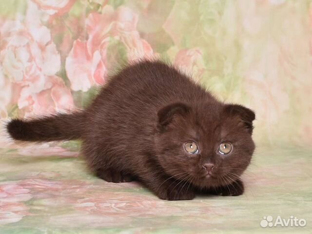 Скоттиш килт фолд