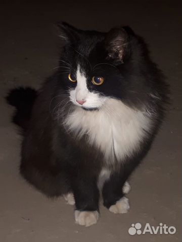 Кот