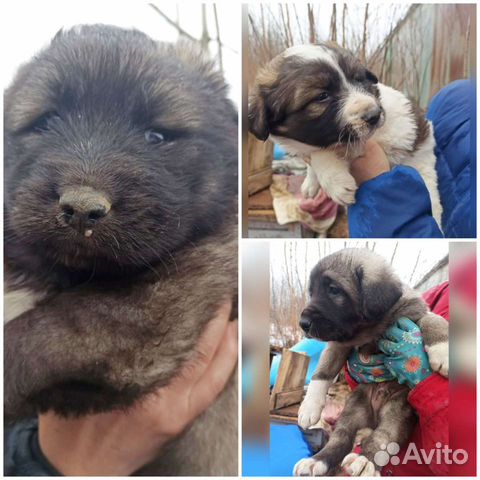 Четыре щеночка 1 мес, на улице, погибнут