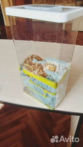 Harpegnathos saltator (салтатор)