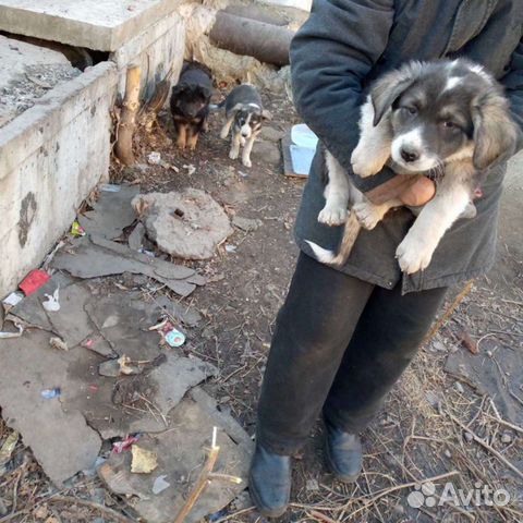 Красивенный щенок в Добрые руки