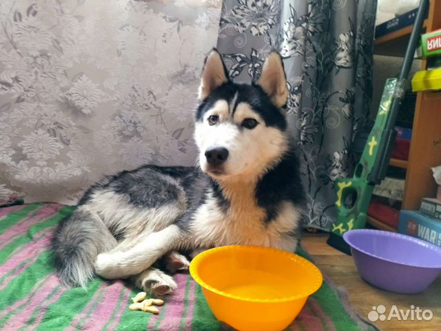 Собака в добрые руки