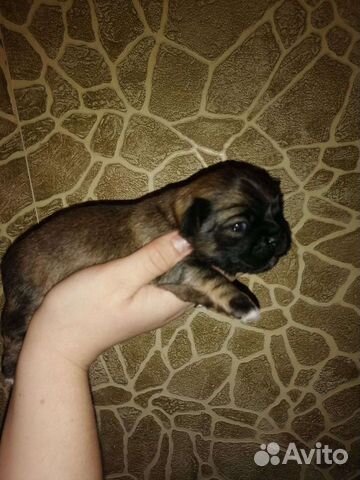 Продаются щенки пекинеса