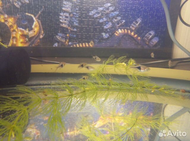 Расбора клинопятнистя