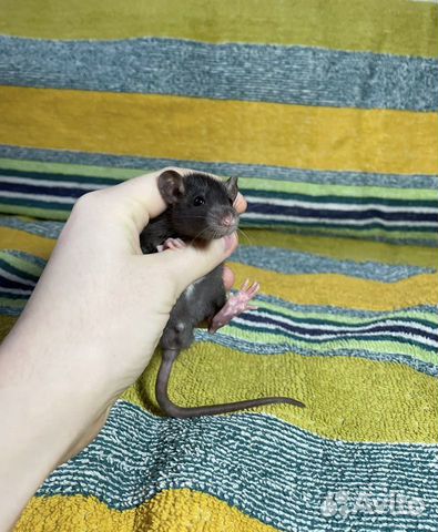 Продажа крысят мальчишек