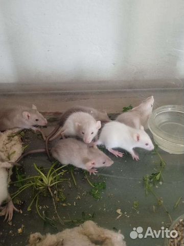 Крысята дамбо