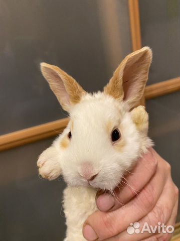 Декоративные кролики рекс