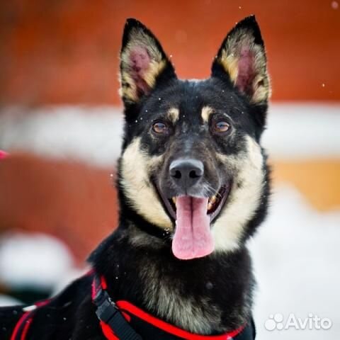 Миниатюрная, трогательная Агата в добрые руки