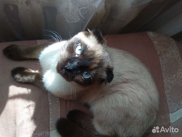 Сиамская вислоухая кошечка