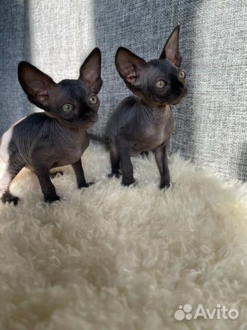 Канадский сфинкс