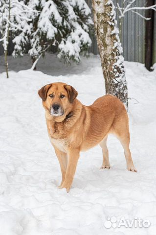 Фред добрый великан