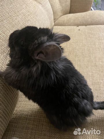 Шиншилла Ангора девочка