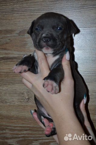 Очаровательный мальчик амстафф