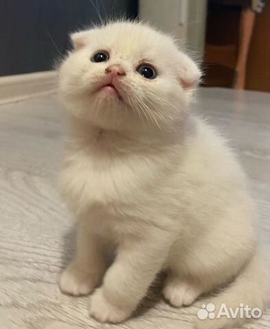 Шотландская вислоушка