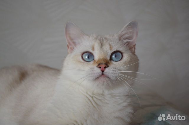 Шотландская кошечка 1г.10мес