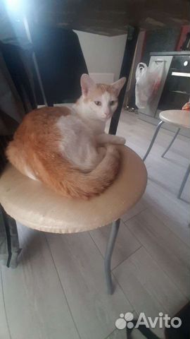 Кошки бесплатно
