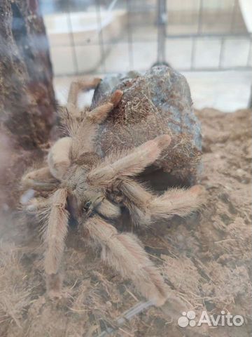 Паук Psalmopoeus Pulcher