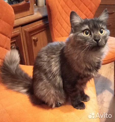 Котенок Лилу-черный дым