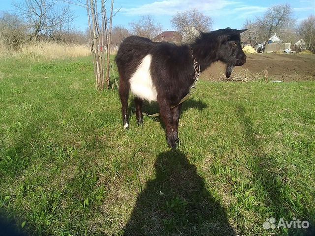 Козёл на случку