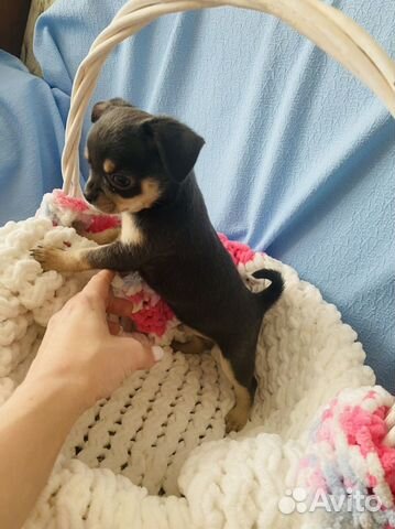 Мальчик голубой с подпалом Документы РКФ