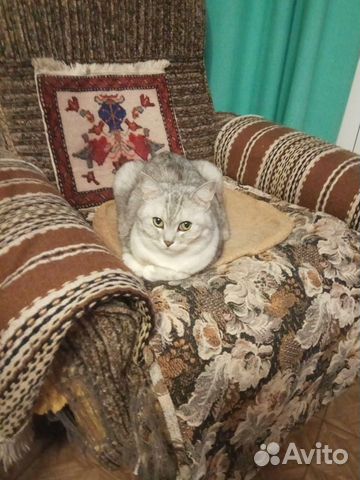 Кот бесплатно