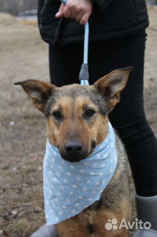 Молодая собака тоскует в приюте