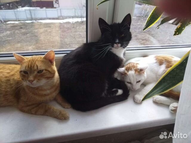 Котик в добрые руки