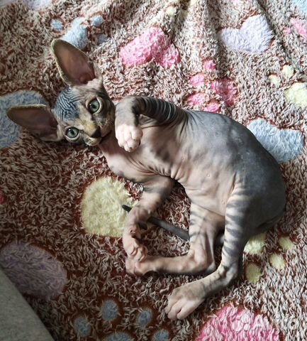 Канадский сфинкс девочка