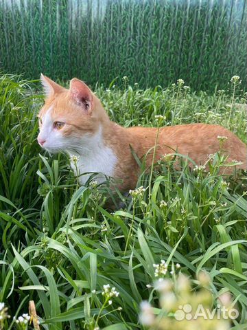 Котик в добрые руки